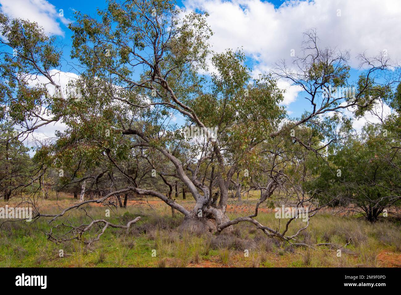 A Mallee Tree in harsh dry conditions west of Cobar NSW, a Eucalypt ...