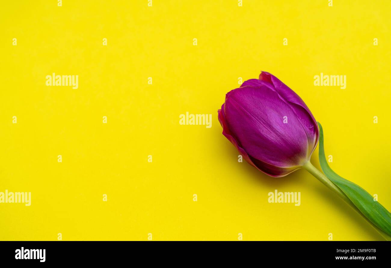 Mother's Day background. View from above. Beautiful bouquet of purple ...