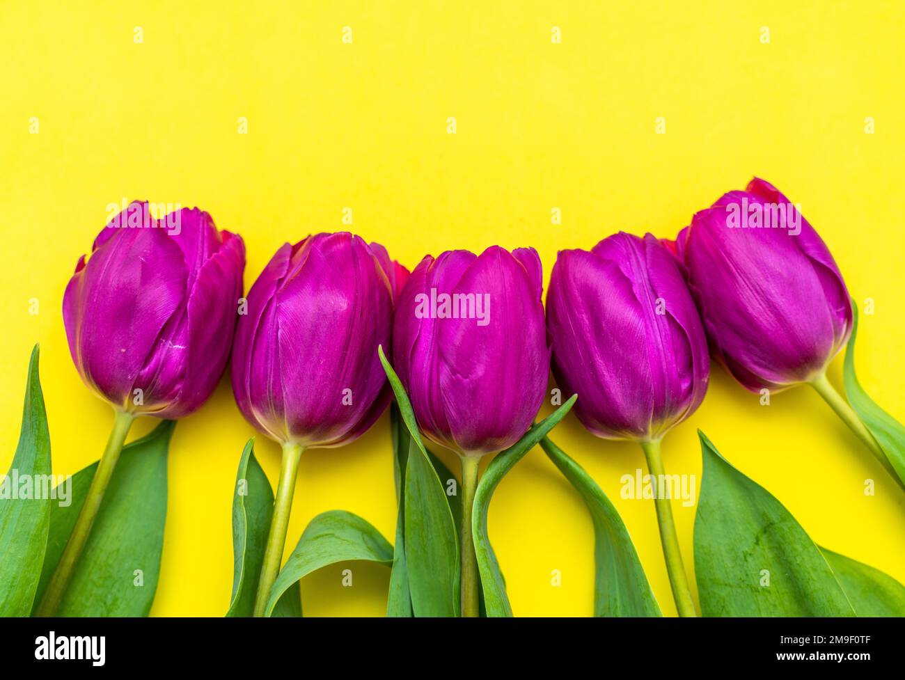 Mother's Day background. View from above. Beautiful bouquet of purple ...
