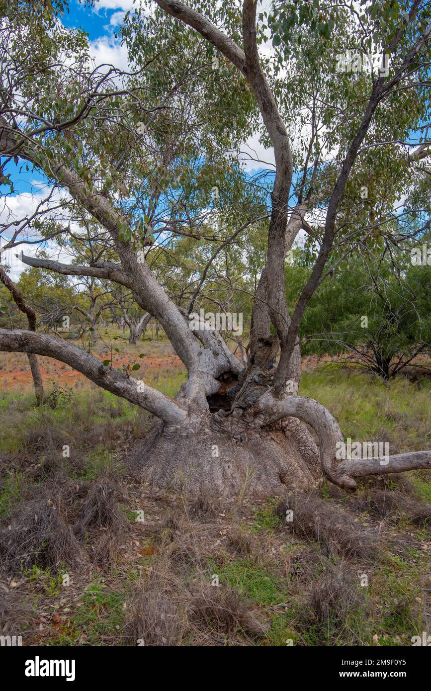 A Mallee Tree in harsh dry conditions west of Cobar NSW, a Eucalypt ...