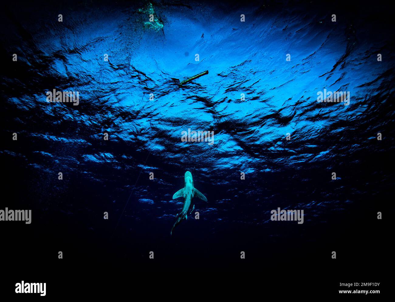Oceanic Whitetip shark is seen on Elphistone reef in the Egyptian Red ...