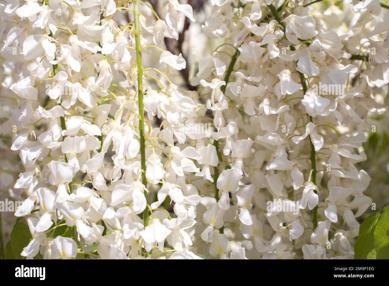 White Acacia Robinier flowers. Flowering robinia, Robinia pseudoacacia ...