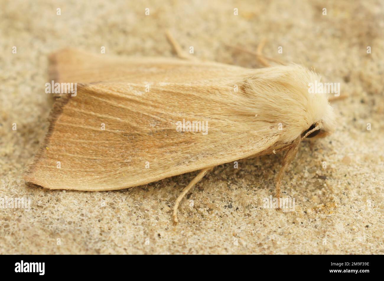 Fen wainscot moth hi-res stock photography and images - Alamy
