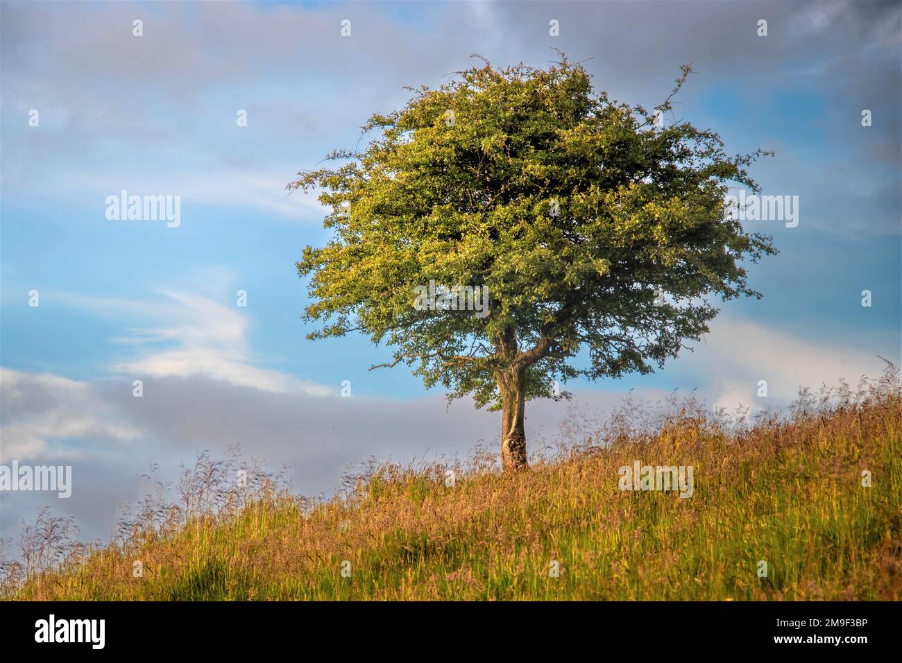 Blackthorn tree ireland hi-res stock photography and images - Alamy