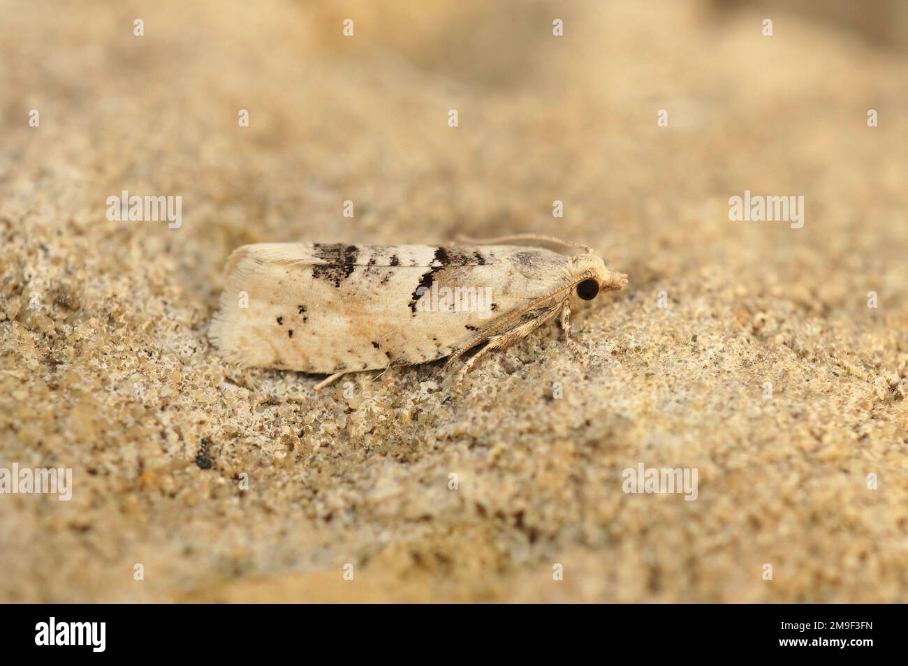 Detailed closeup on the small Crescent Bell tortrix leafroller moth ...