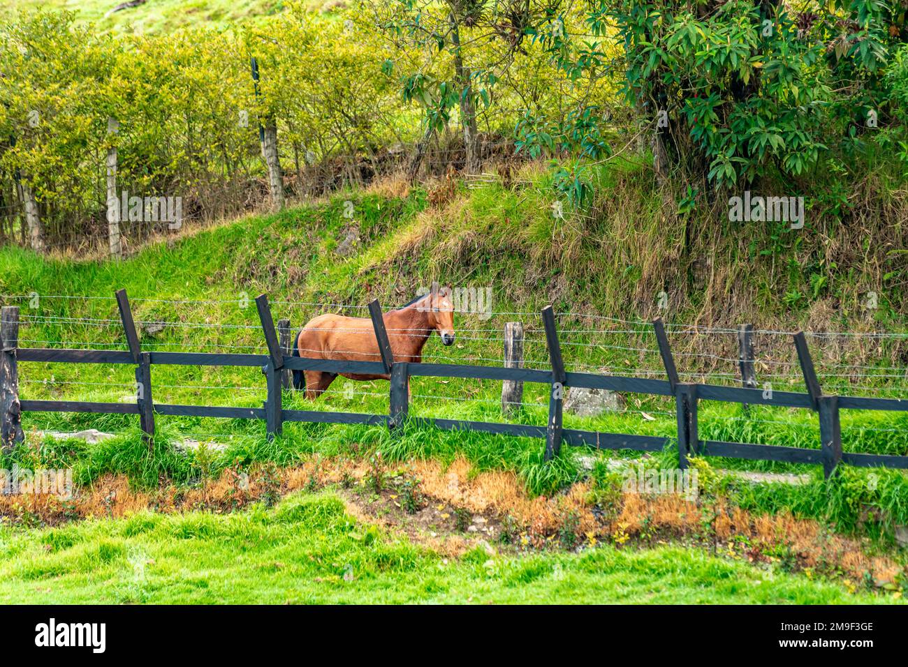 horse in the paddock on the farm Stock Photo - Alamy