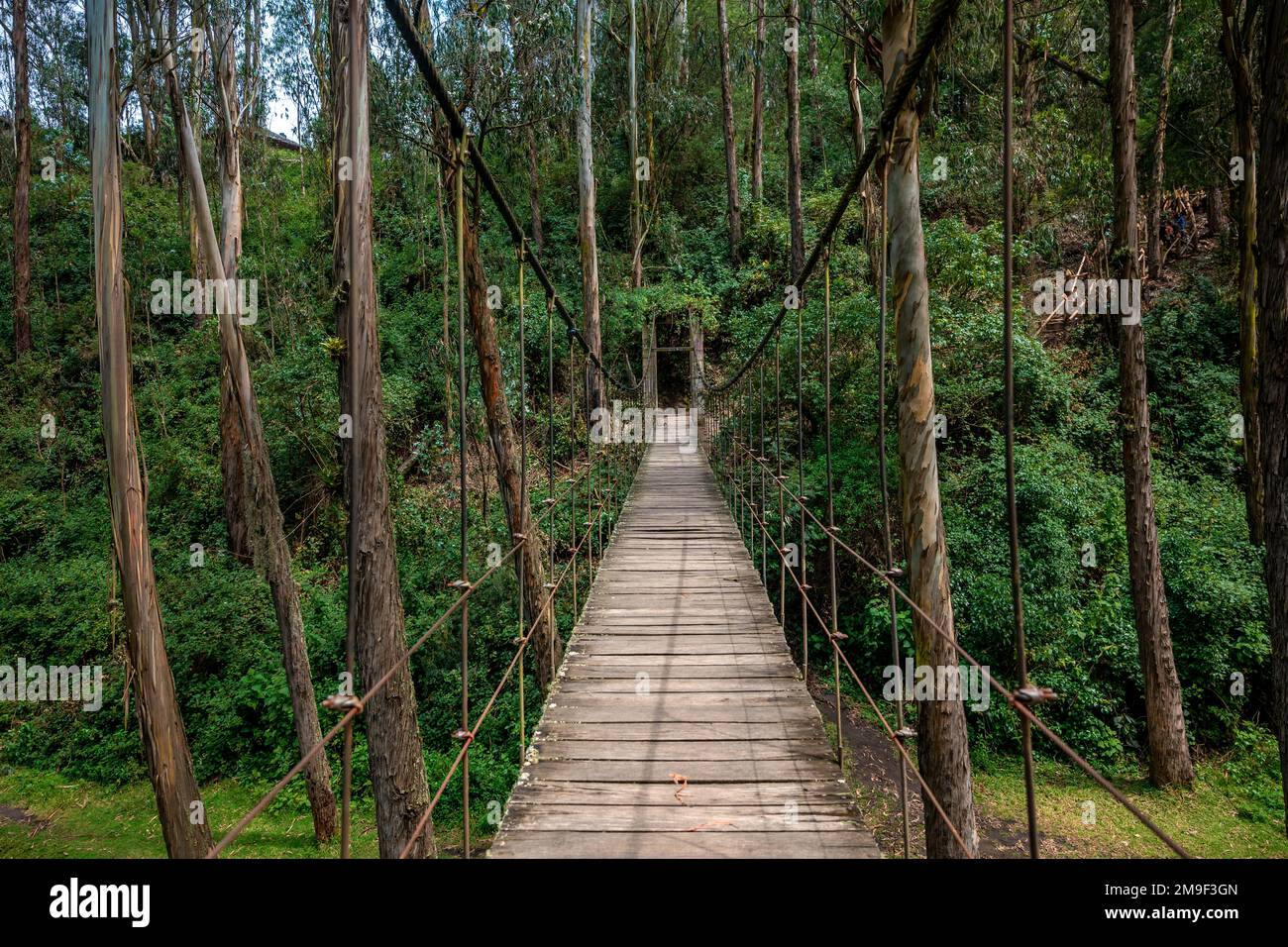 Wooden suspended walkway hi-res stock photography and images - Alamy