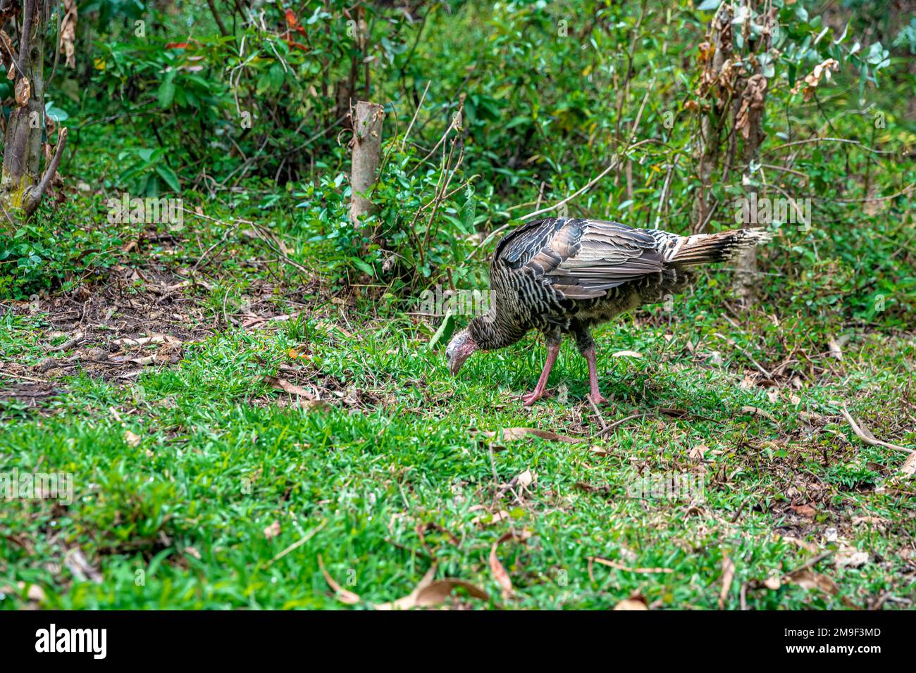turkey in farm yard in nature Stock Photo - Alamy