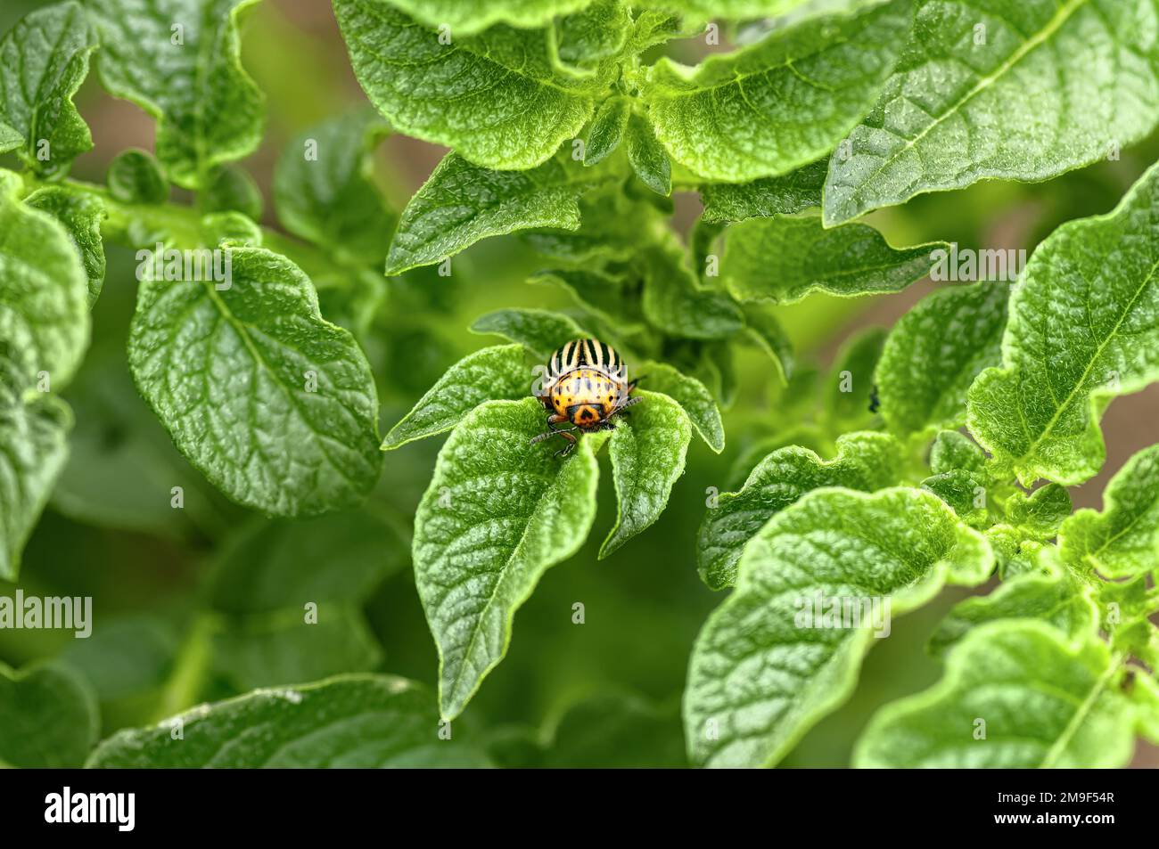 Potato bug hi-res stock photography and images - Alamy