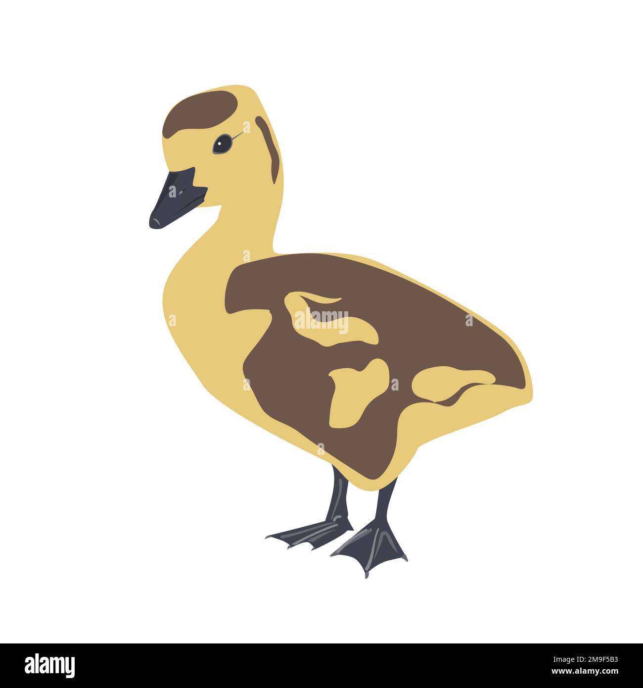 Cute little newborn fluffy gosling. One young goose isolated on a white ...