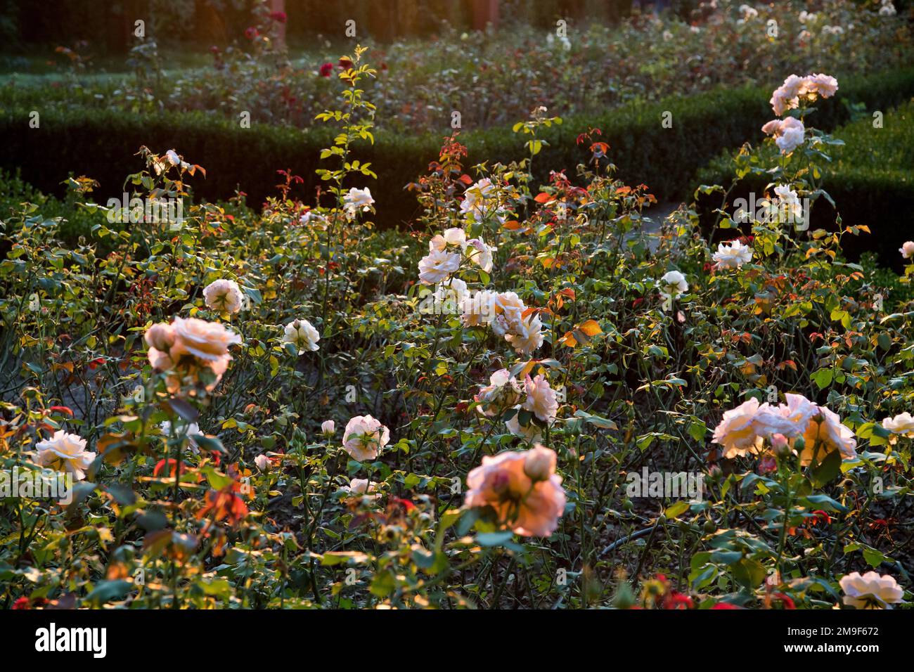 Roses in park palace in Ostromecko, Poland © Wojciech Strozyk / Alamy ...