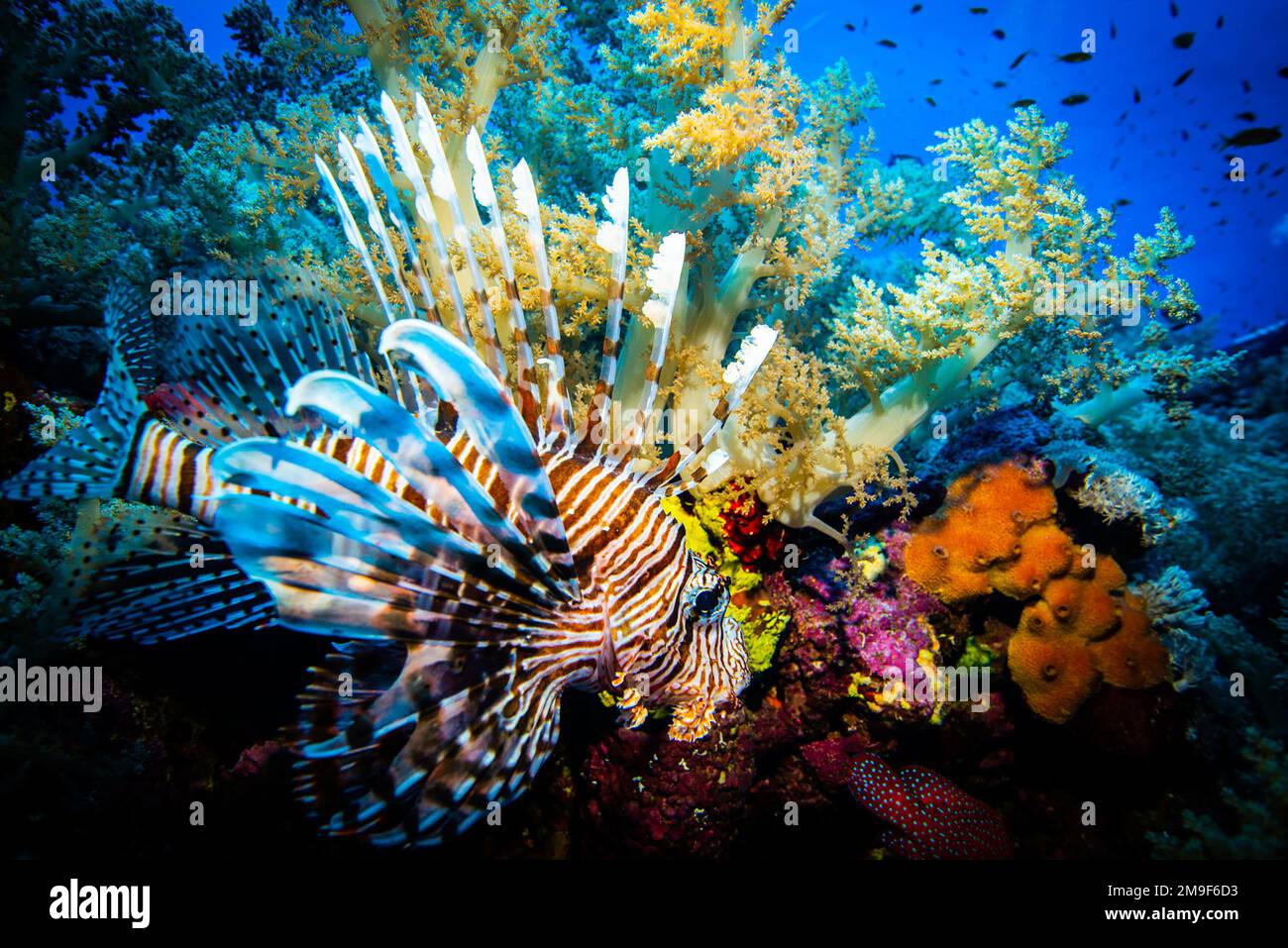 Lion Fish on Elphistone Reef Egyptian Read Sea, 27-11-2022. Pterois is ...