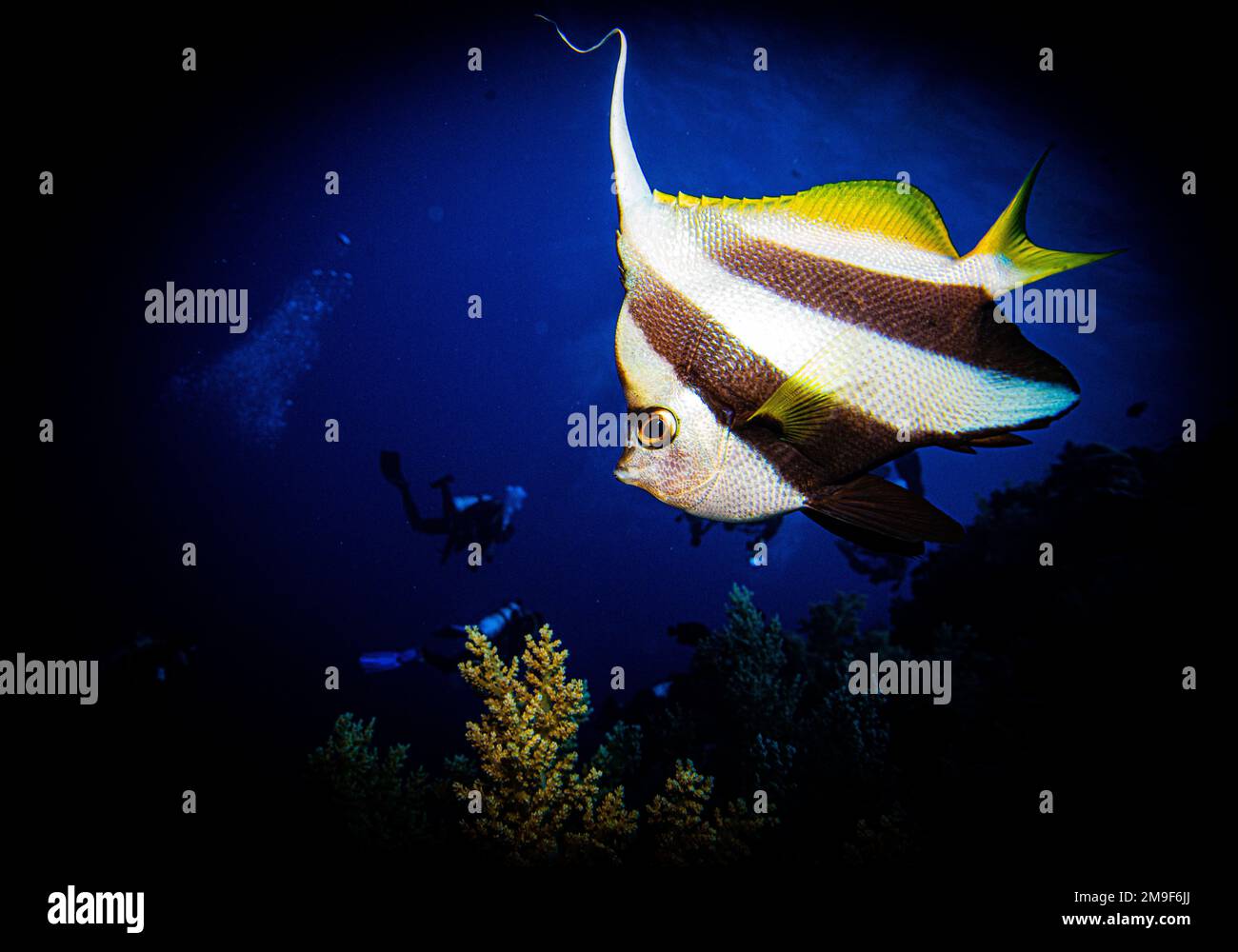 Banner fish hi-res stock photography and images - Alamy
