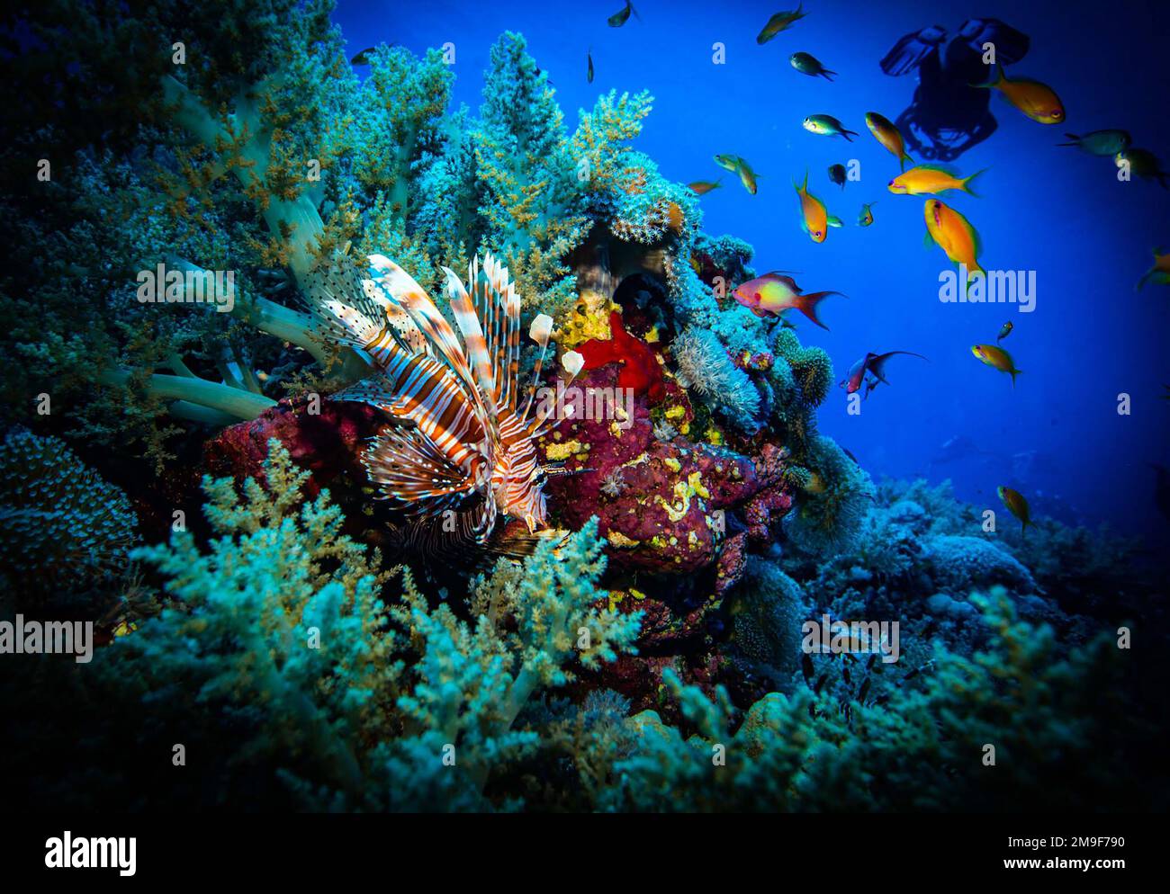 Lion Fish on Elphistone Reef Egyptian Read Sea, 27-11-2022. Pterois is ...