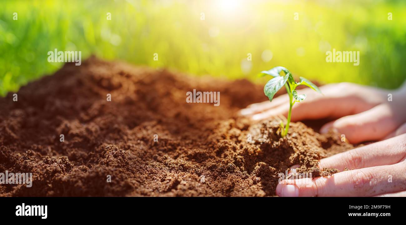 Human's hands seedling a plant sprout in the black soil Stock Photo - Alamy