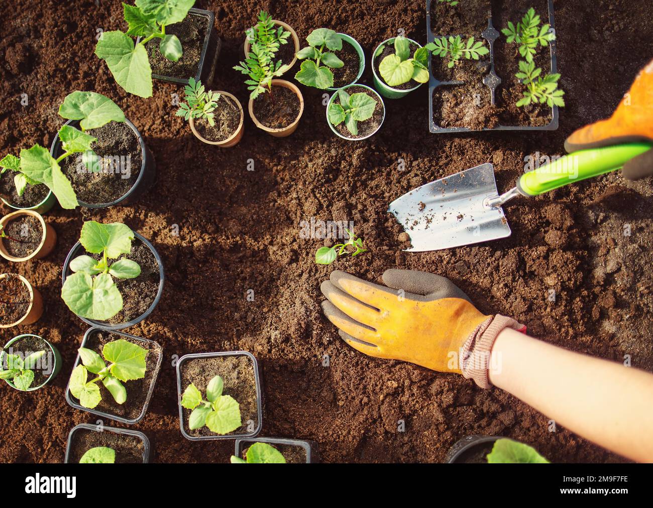 Human's hands seedling a plant sprout in the black soil Stock Photo - Alamy