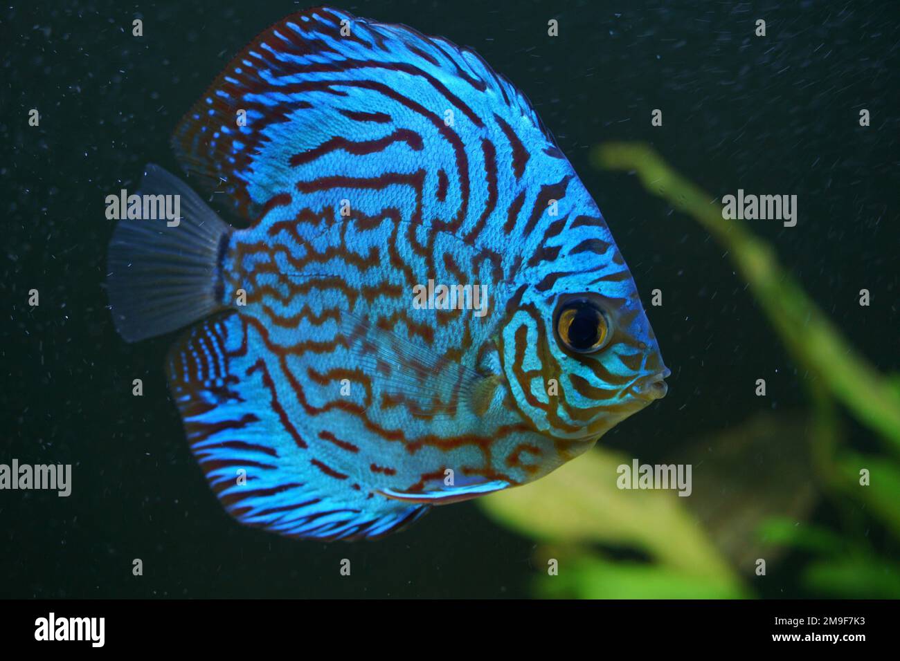 Blue aquarium fish hi-res stock photography and images - Alamy
