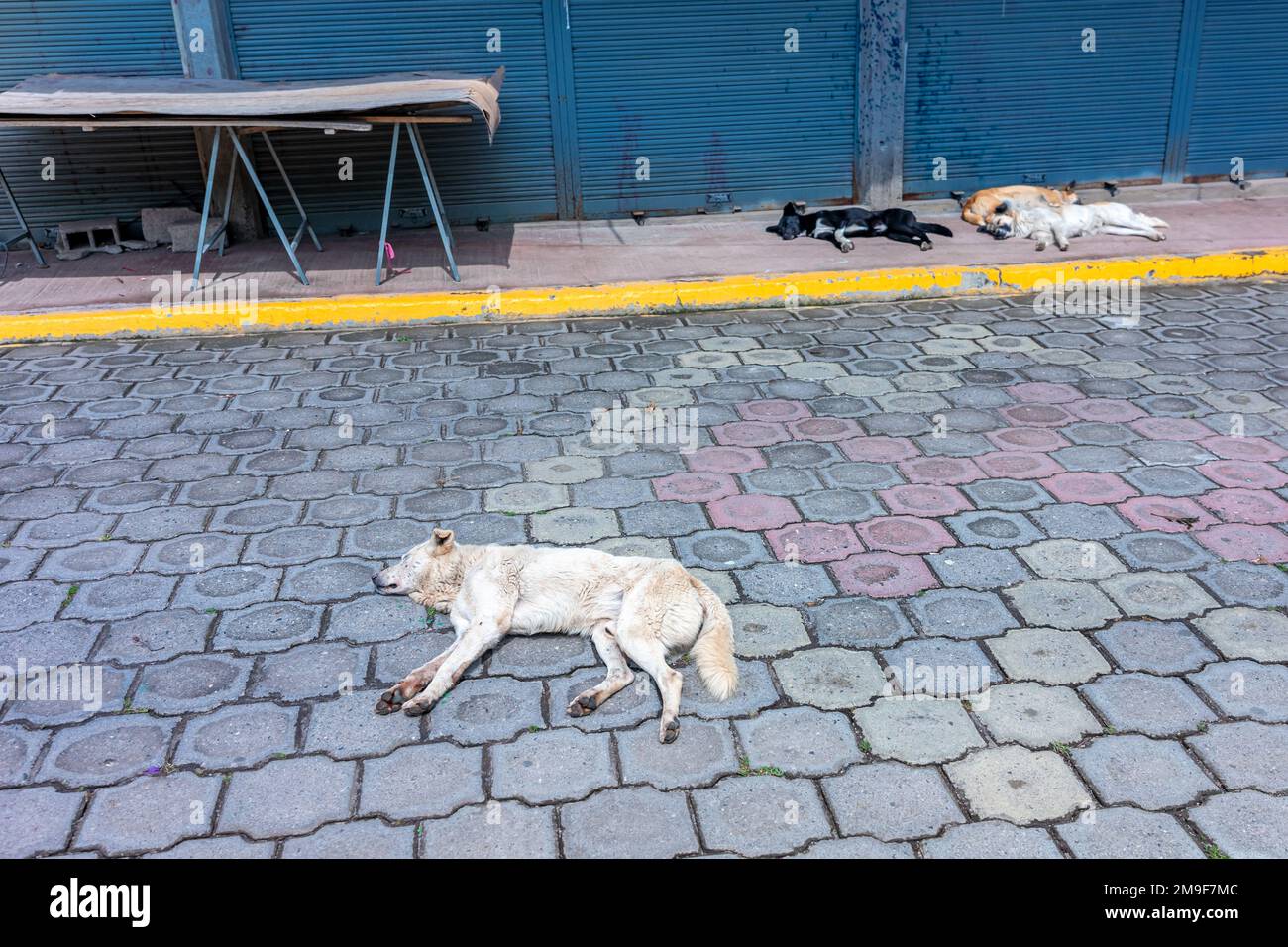 dogs sleep on the pavement in the street Stock Photo - Alamy
