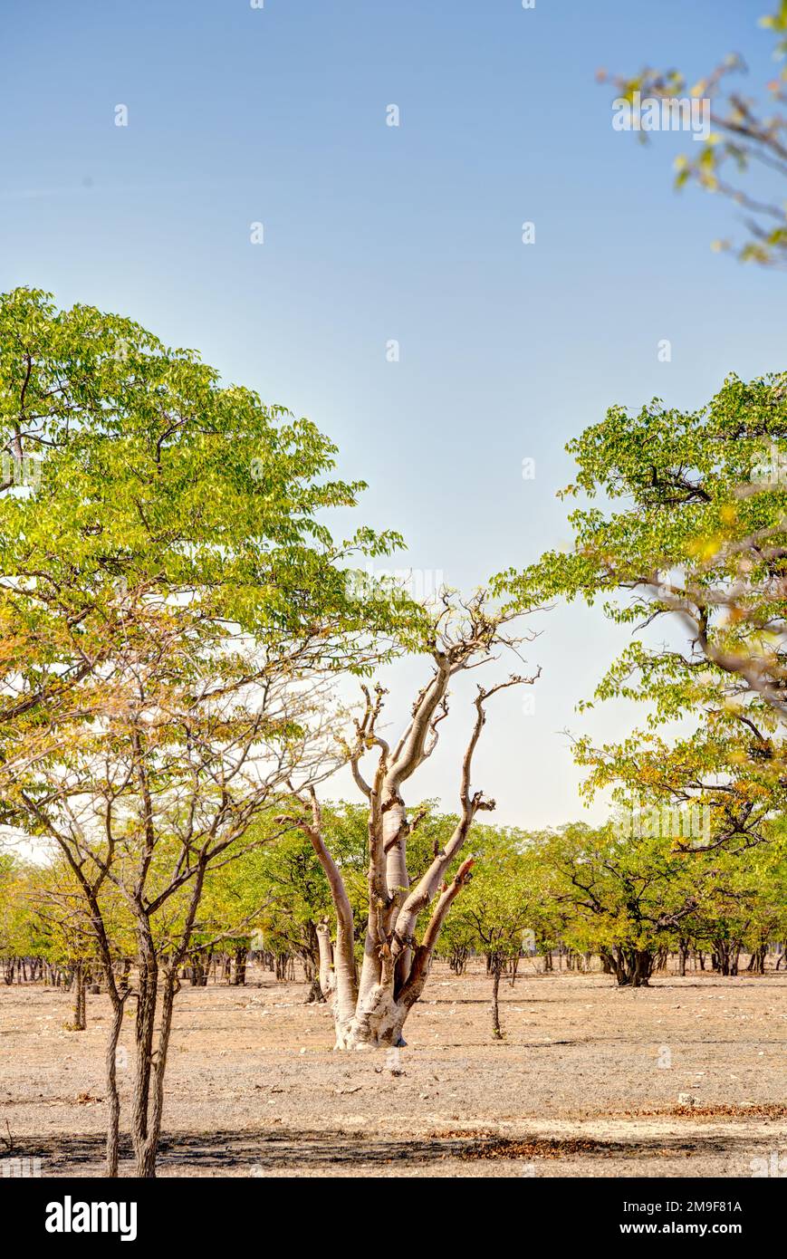 Etosha National Park, Namibia Stock Photo - Alamy