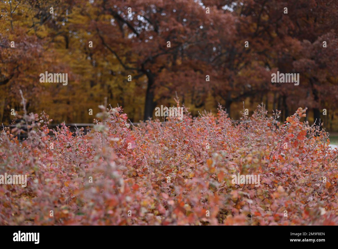 The shrubs in fall colors in a forest Stock Photo - Alamy