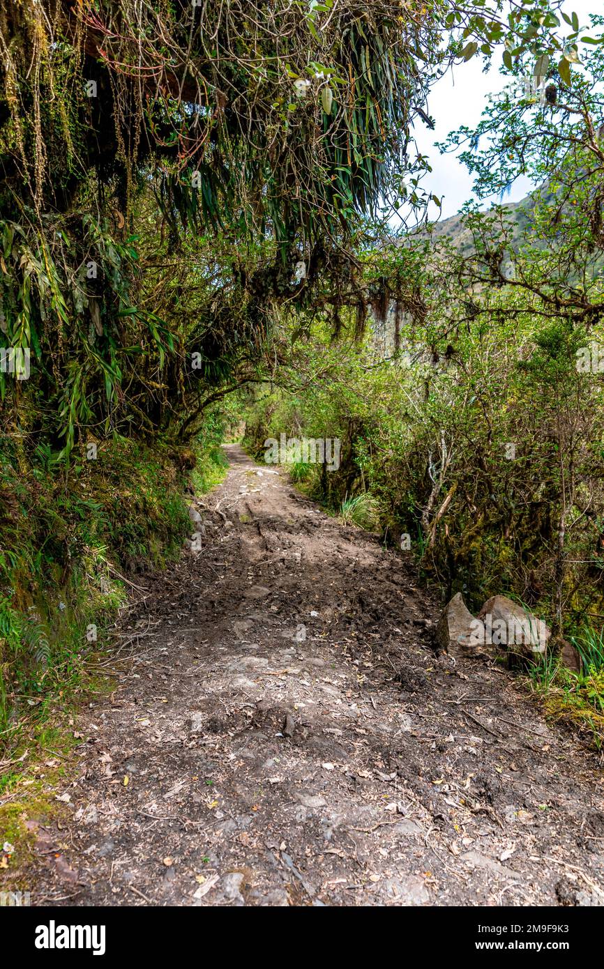 forest path in the jungle overgrown with plants Stock Photo - Alamy