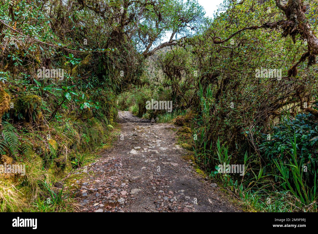 forest path in the jungle overgrown with plants Stock Photo - Alamy