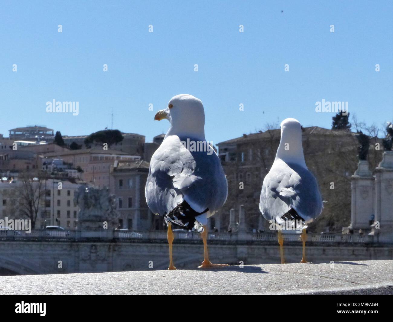 Birds in rome hi-res stock photography and images - Alamy