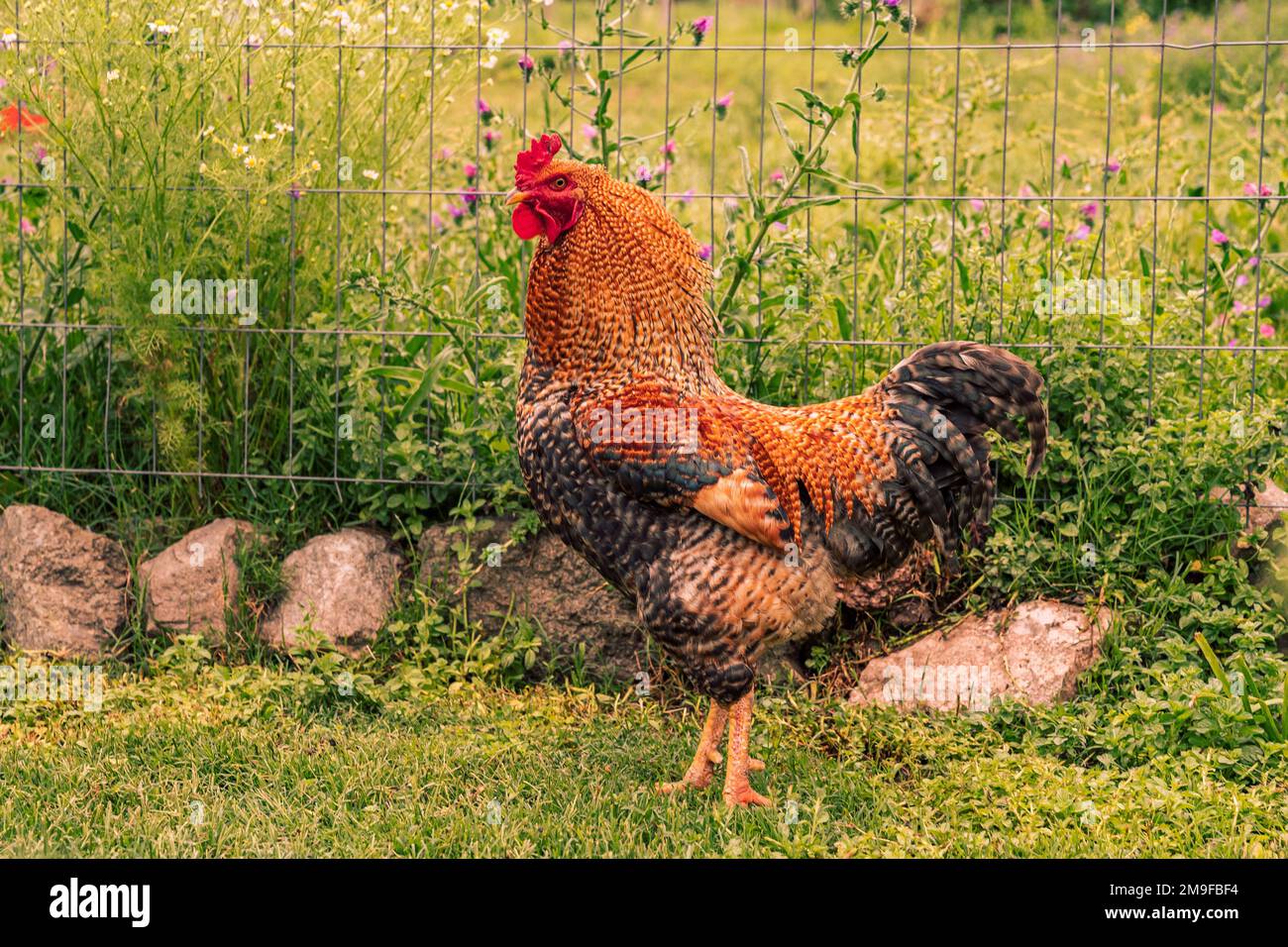 Metallic rooster hi-res stock photography and images - Alamy