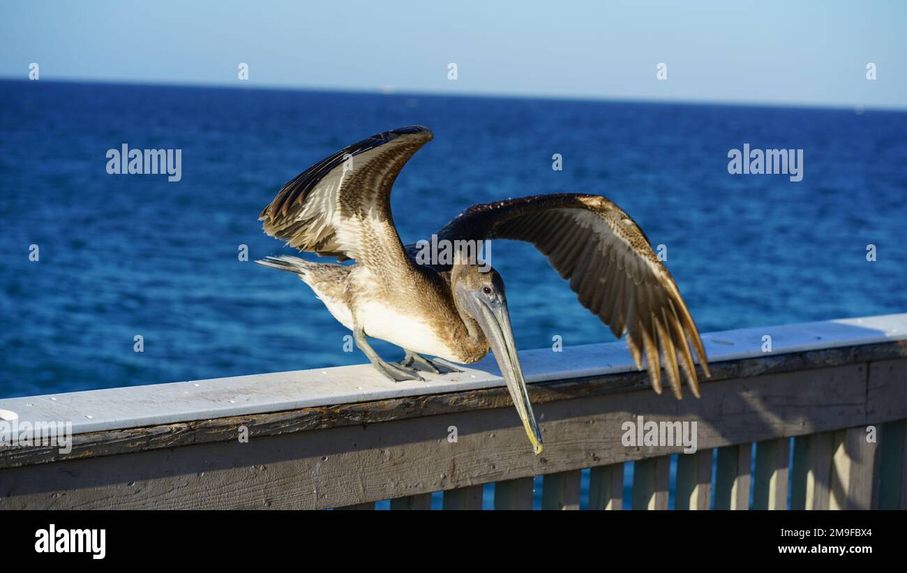 A closeup of a brown pelican (Pelecanus occidentalis) on a wooden fence ...