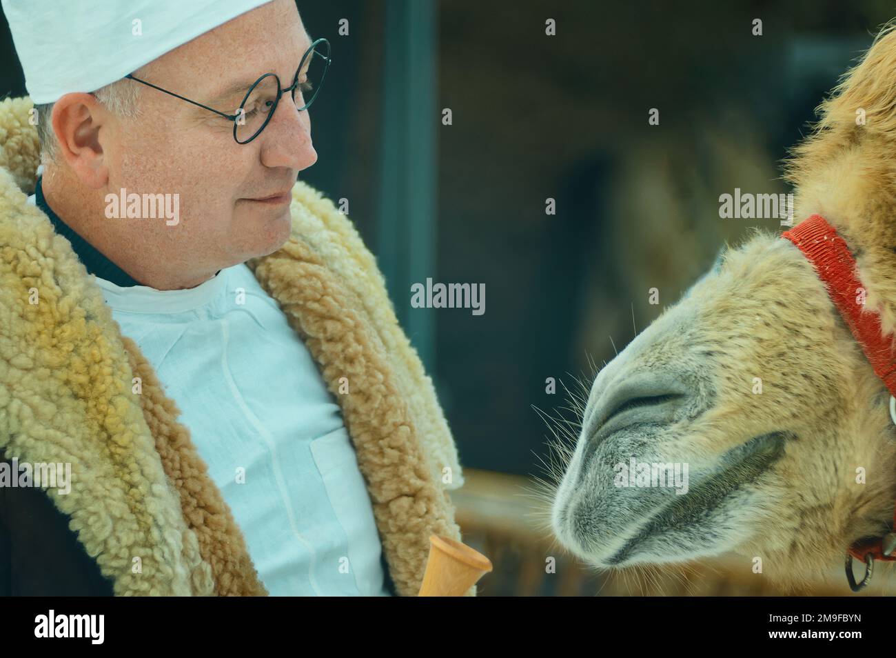 Healthy camels hi-res stock photography and images - Alamy