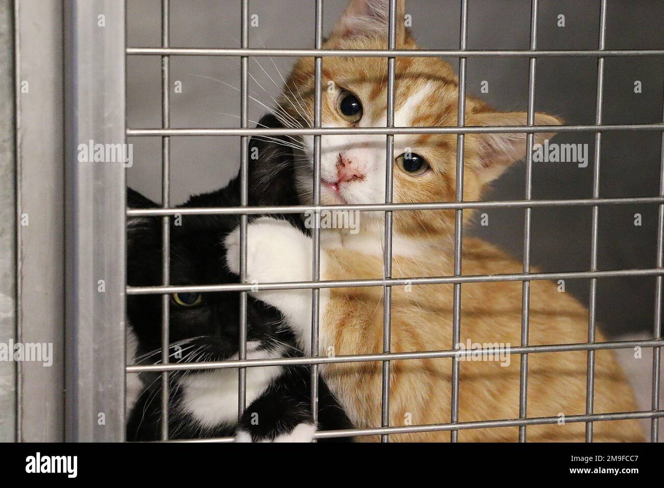 Cats in a cage hi-res stock photography and images - Alamy