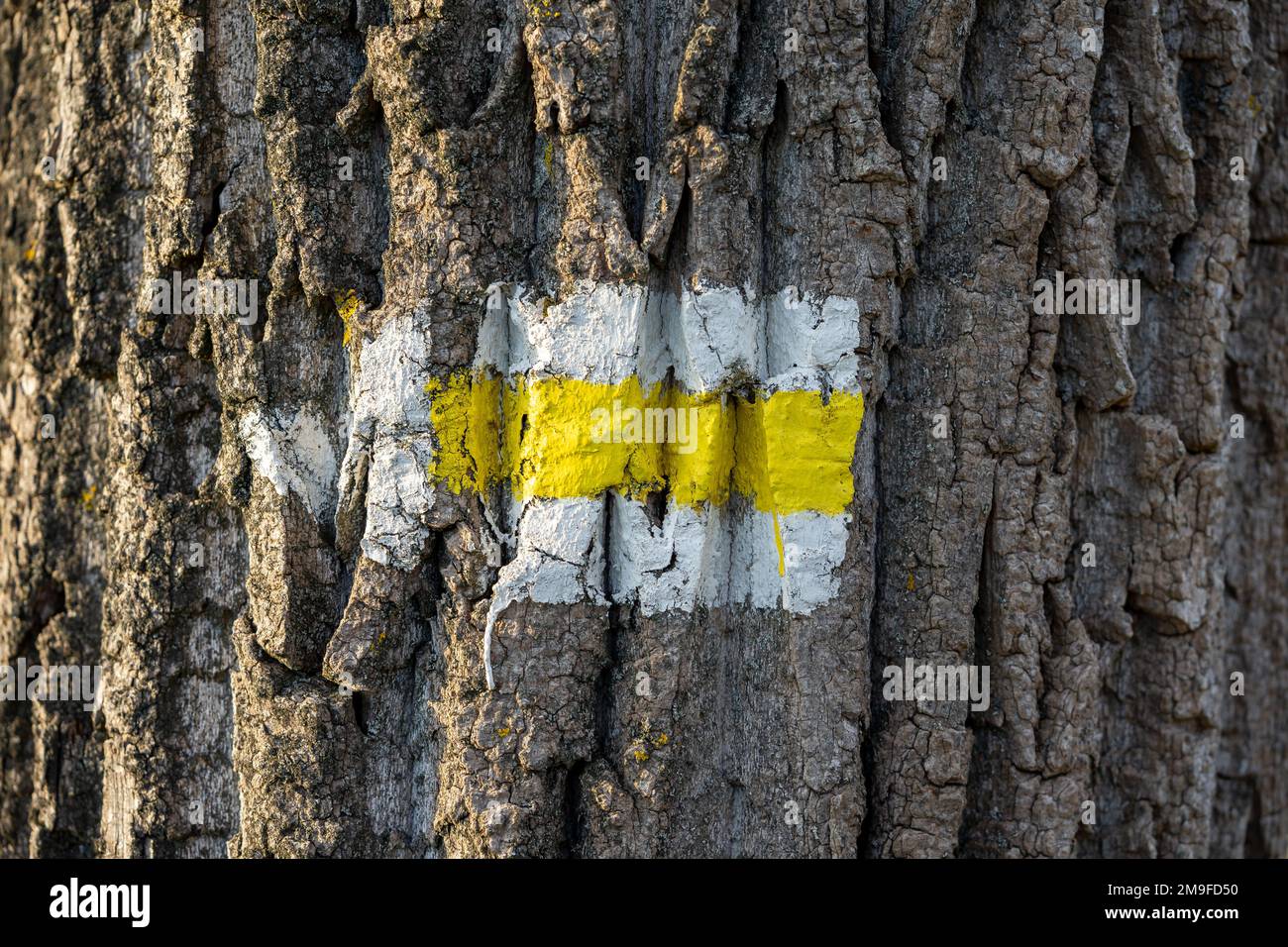symbol sign of a hiking trail on tree Stock Photo - Alamy