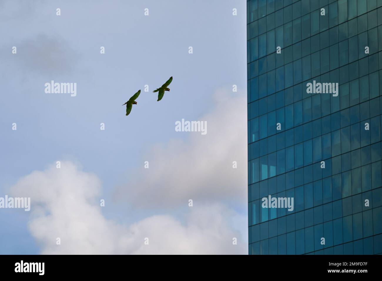 Two birds flying near a modern building against the blue cloudy sky ...
