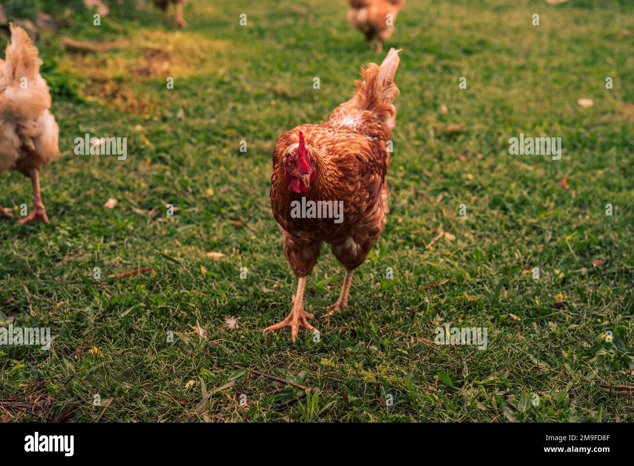 The red chickens foraging in grass Stock Photo - Alamy