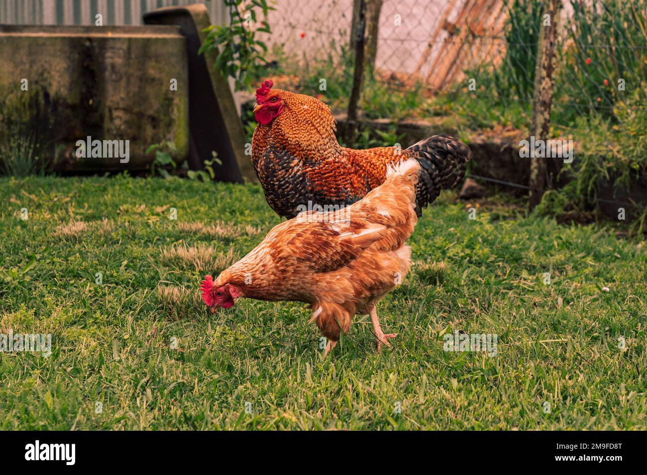 A red hen and a rooster foraging in grass with a fence on the horizon ...
