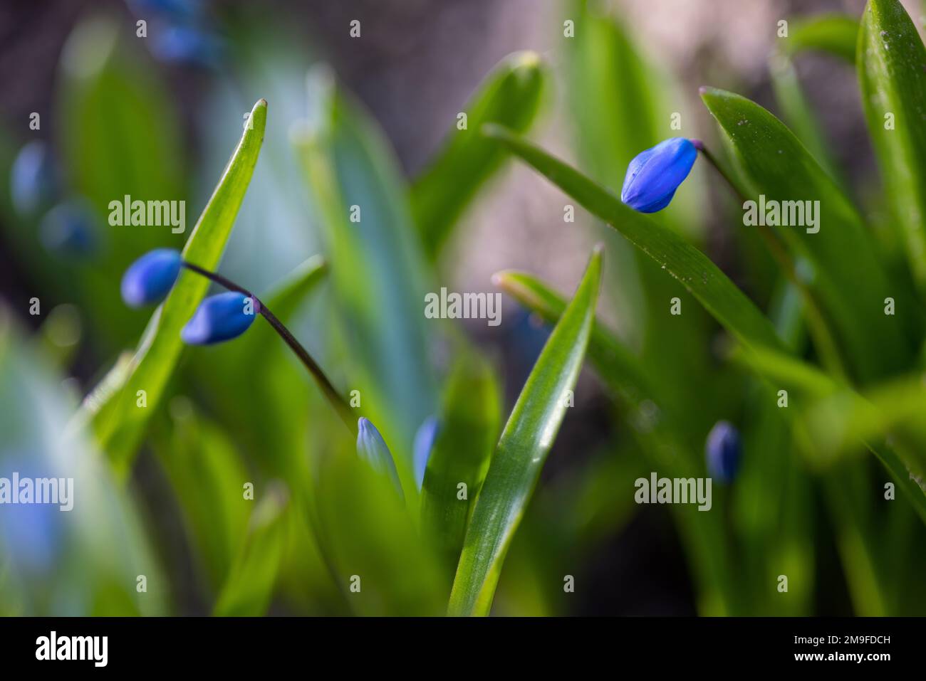 A closeup of small purple cocoons of a flower in a garden against ...