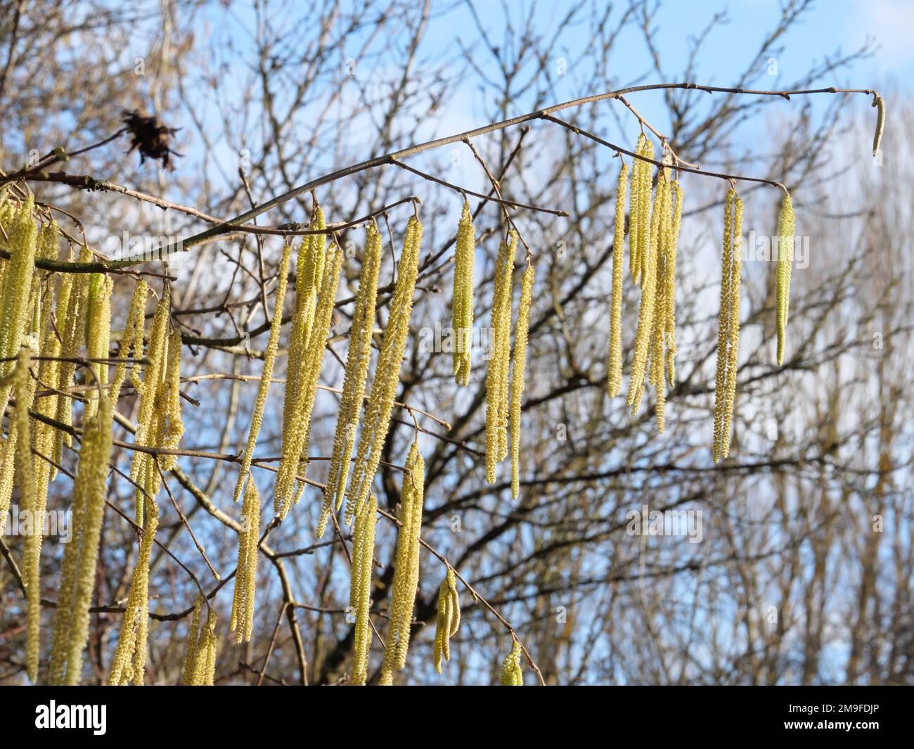 Fresh male hanging flower catkins of hazel bush Corylus avellana in ...