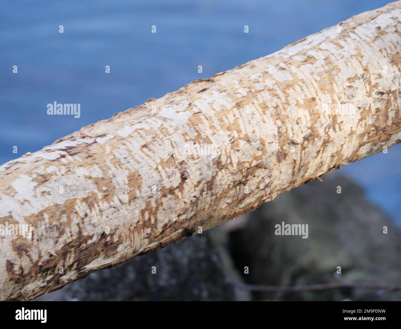 Tooth marks hi-res stock photography and images - Alamy