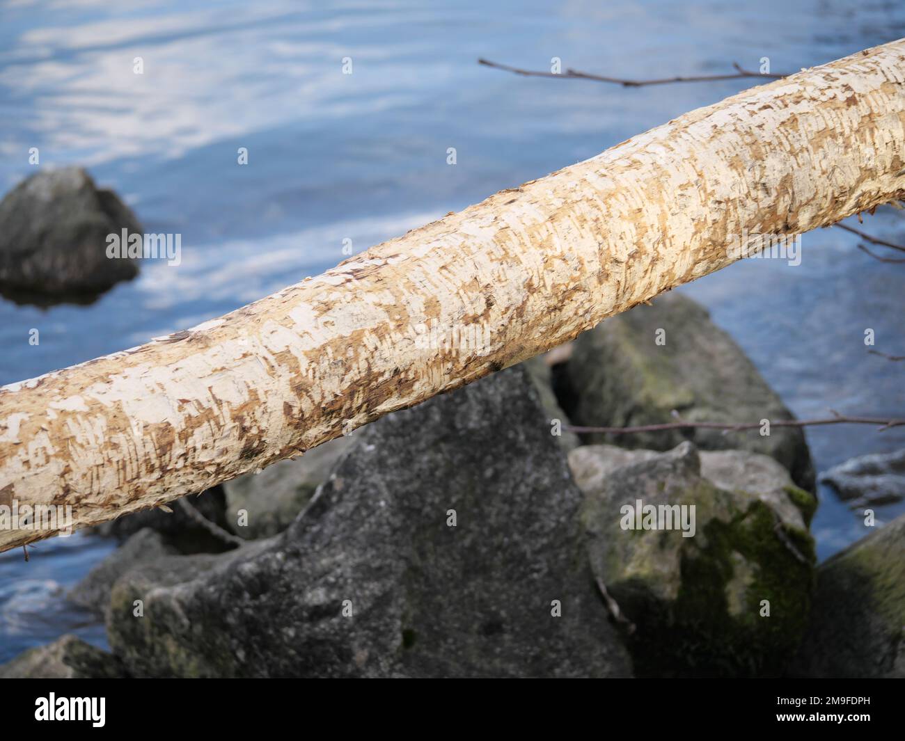 Beaver gnawed trees on the bank of a river with teeth marks Stock Photo ...