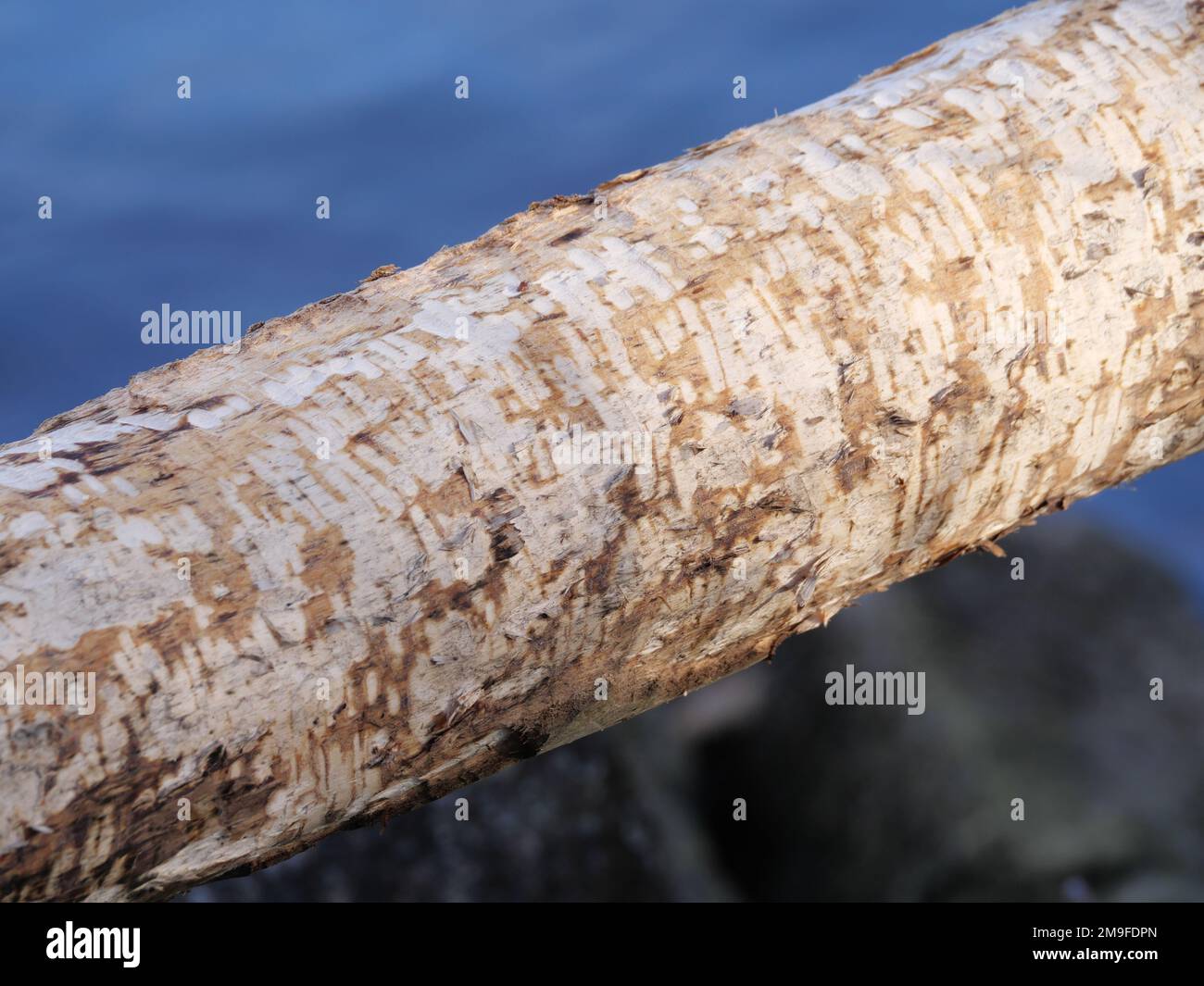 Beaver gnawed trees on the bank of a river with teeth marks Stock Photo ...