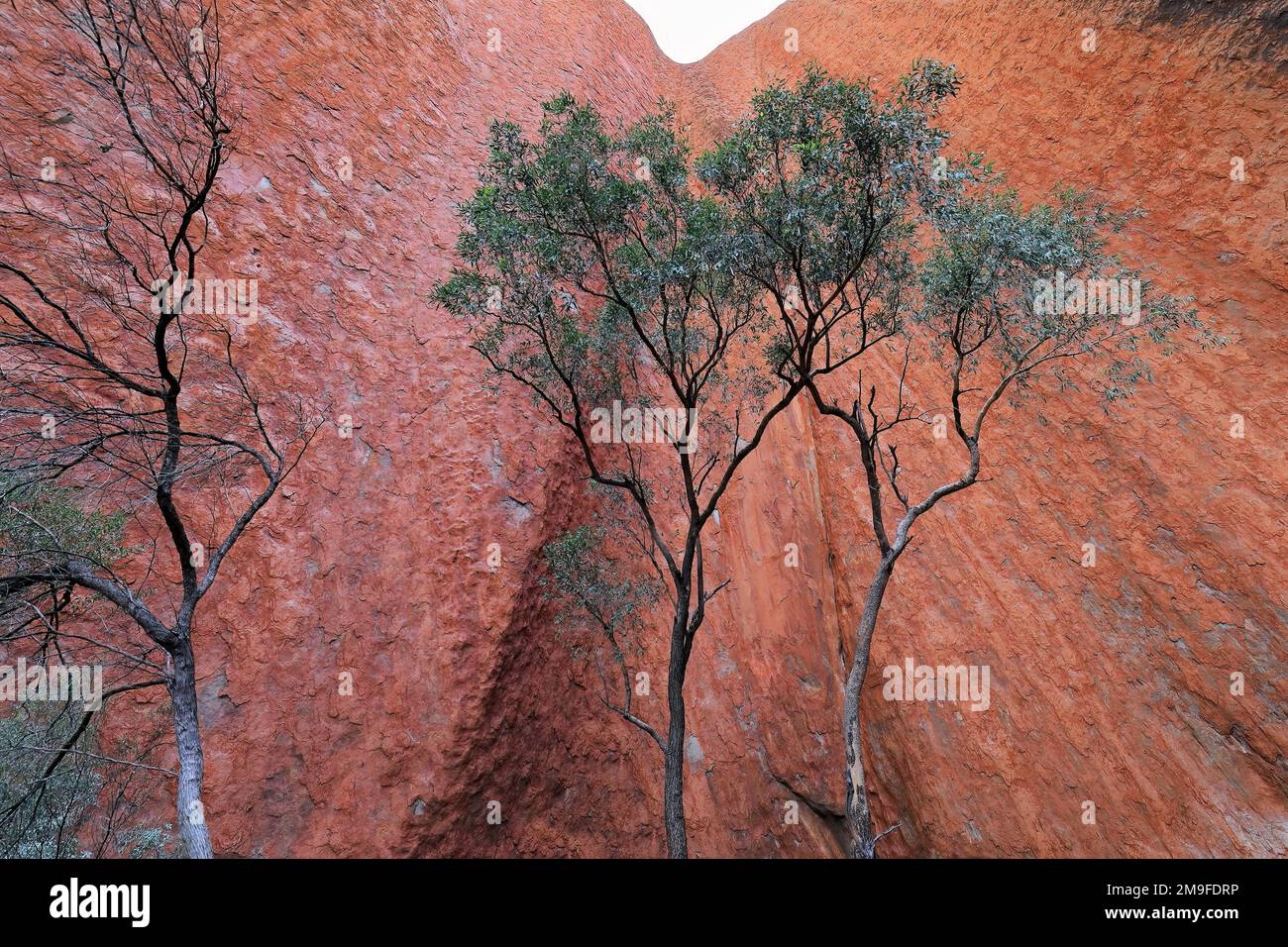 418 Sheer vertical cliffs and desert bloodwood trees-Kantju Gorge of ...