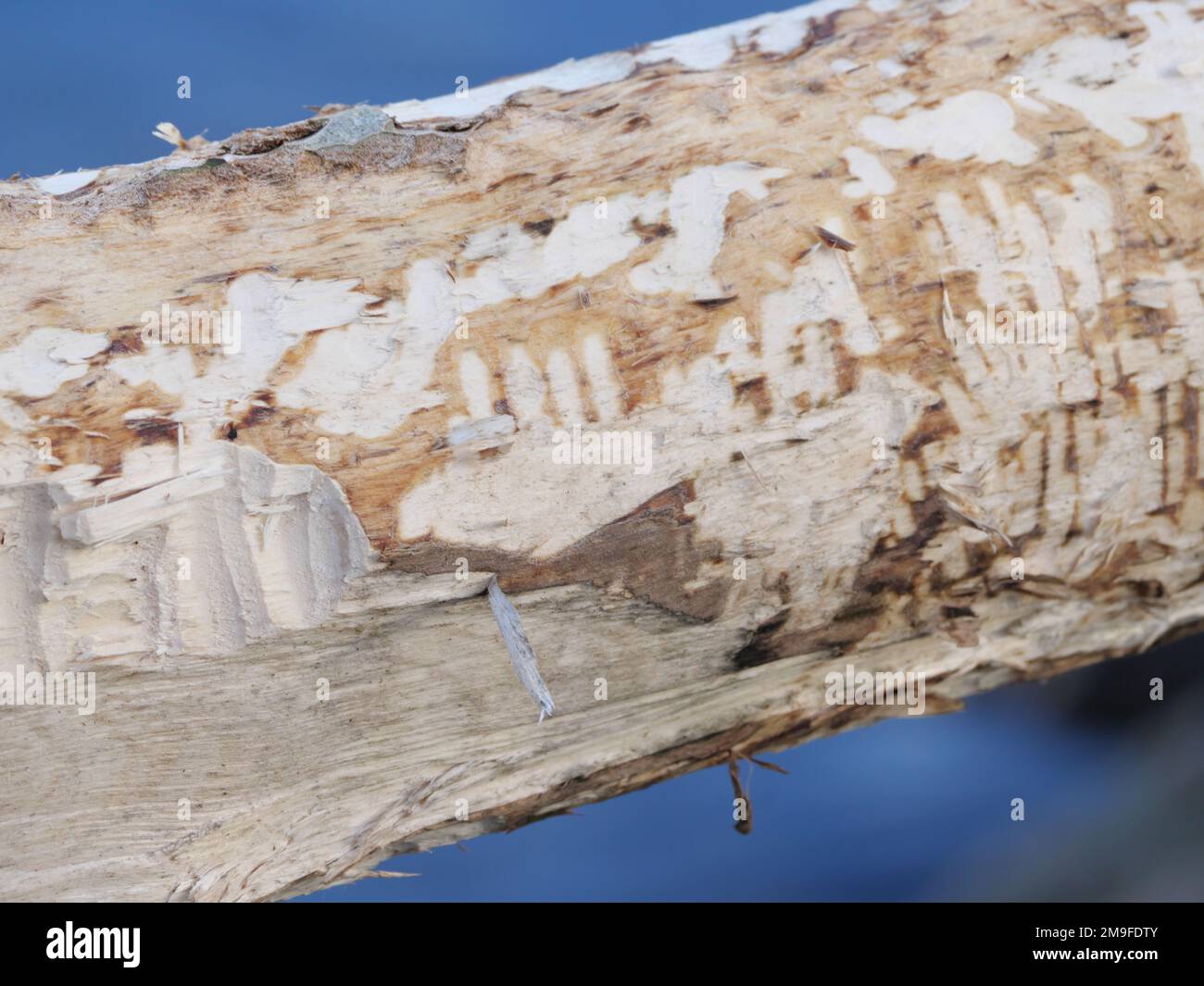 Beaver gnawed trees on the bank of a river with teeth marks Stock Photo ...