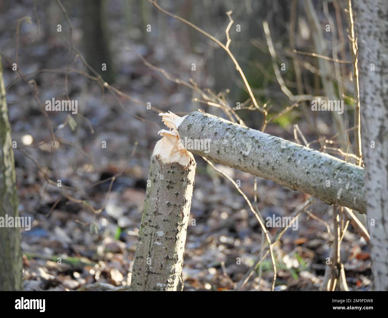 Beaver gnawed trees on the bank of a river with teeth marks Stock Photo ...
