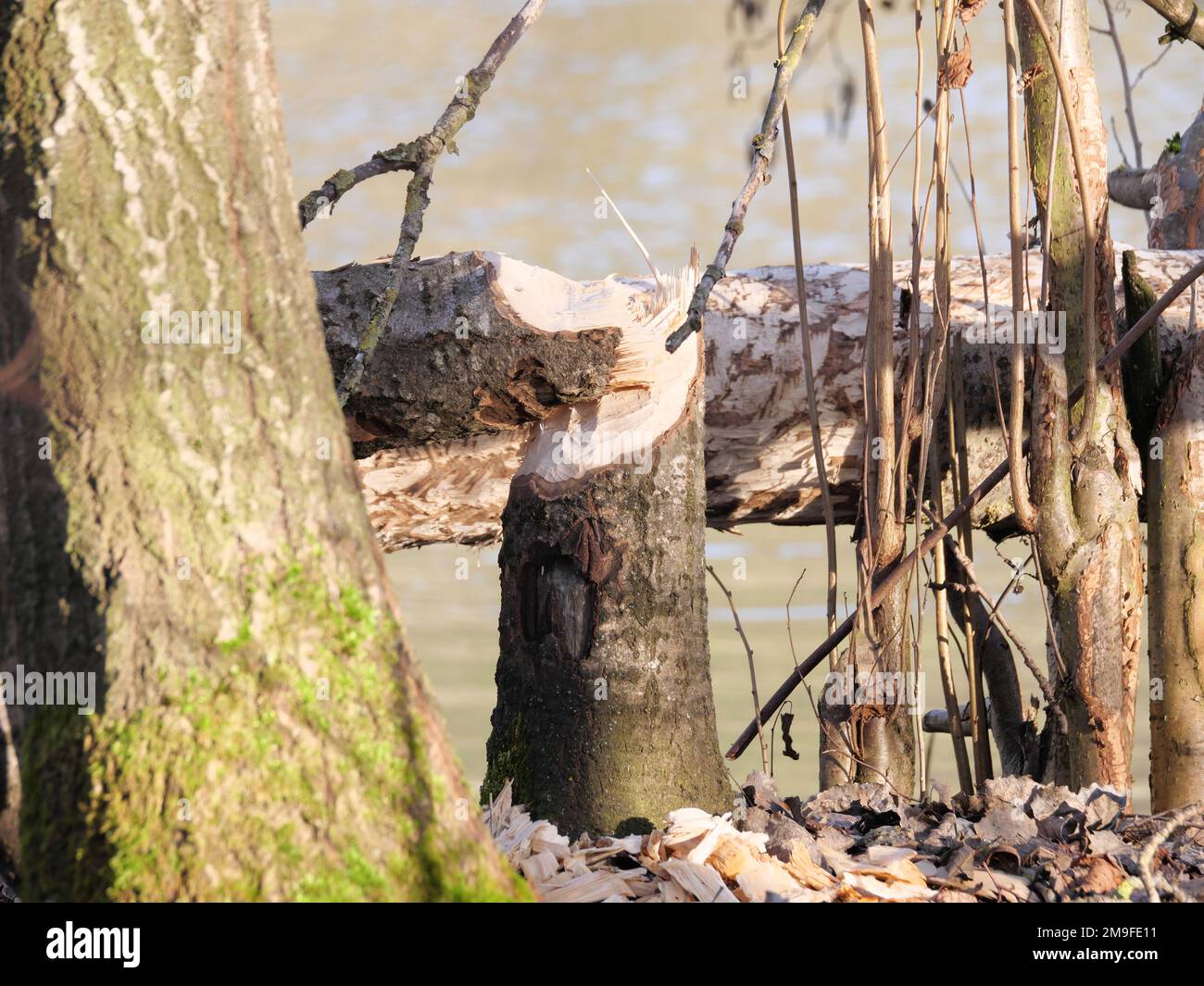 Beaver gnawed trees on the bank of a river with teeth marks Stock Photo ...