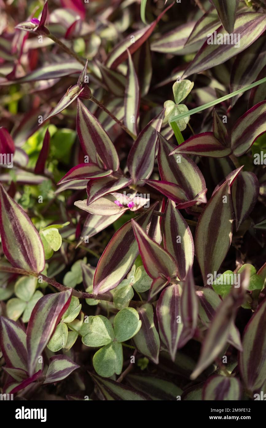 A vertical shot of beautiful silver inch (Tradescantia zebrina) plant ...