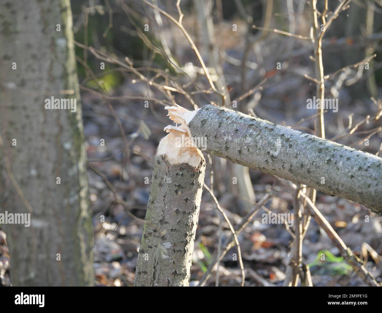 Beaver gnawed trees on the bank of a river with teeth marks Stock Photo ...