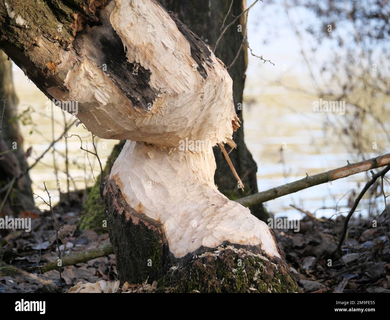 Beaver gnawed trees on the bank of a river with teeth marks Stock Photo ...