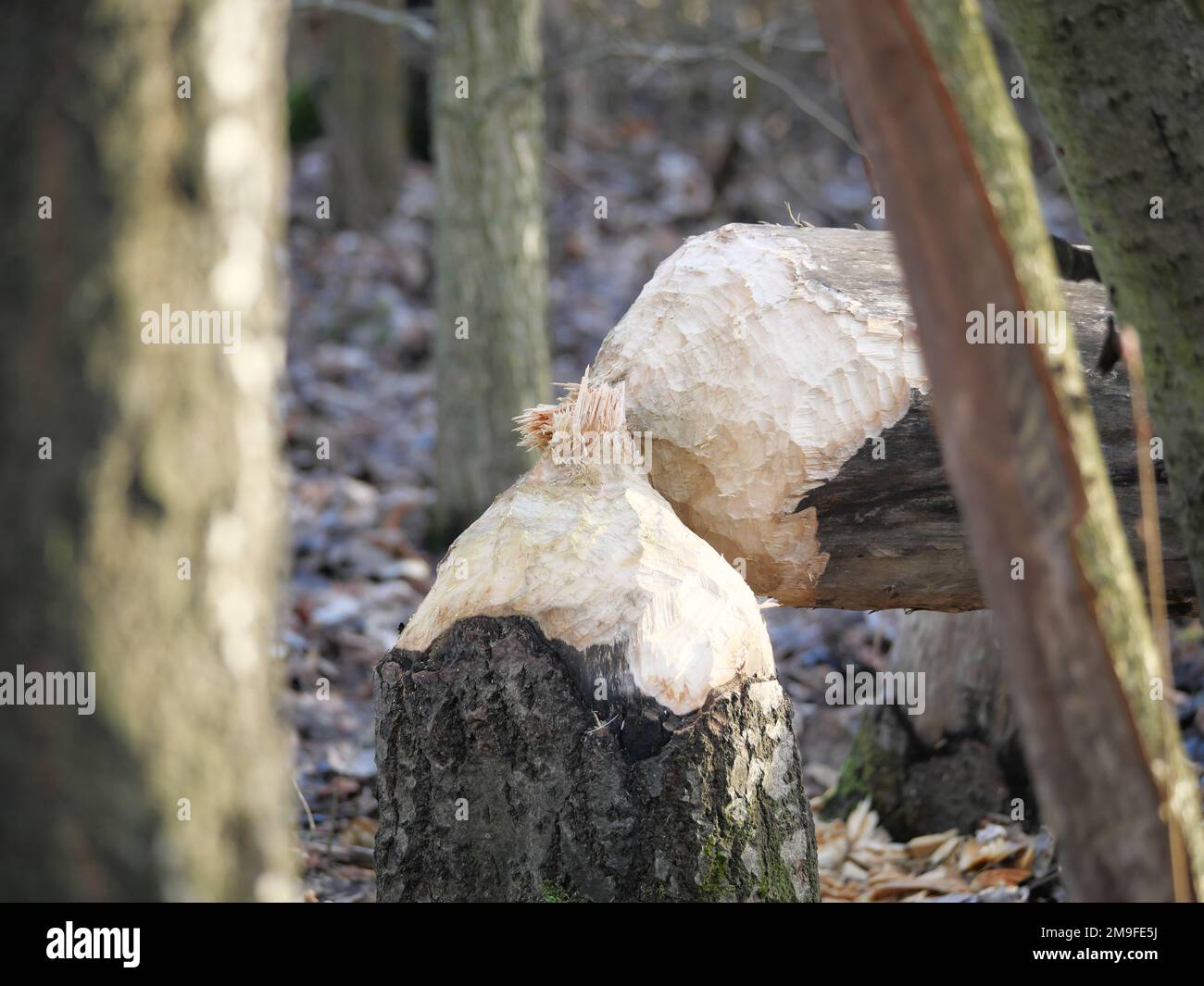 Beaver gnawed trees on the bank of a river with teeth marks Stock Photo ...