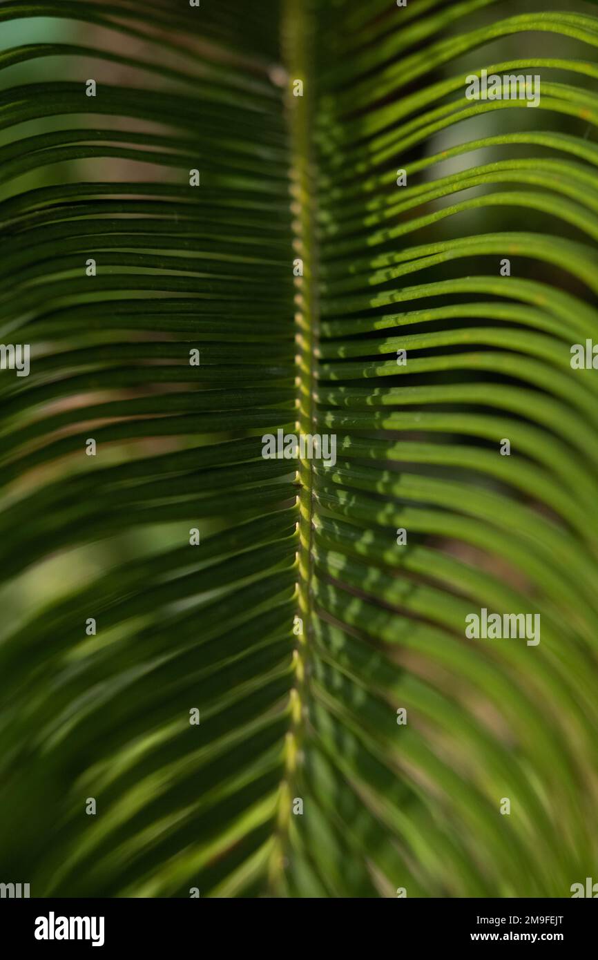 A vertical shot of a green tropical leaf growing in the forest Stock ...