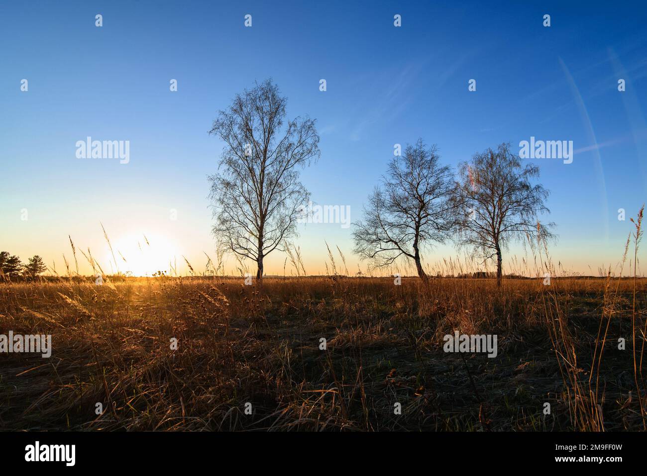 three birches in a Sunny sunset in a field with a dry grass in the ...